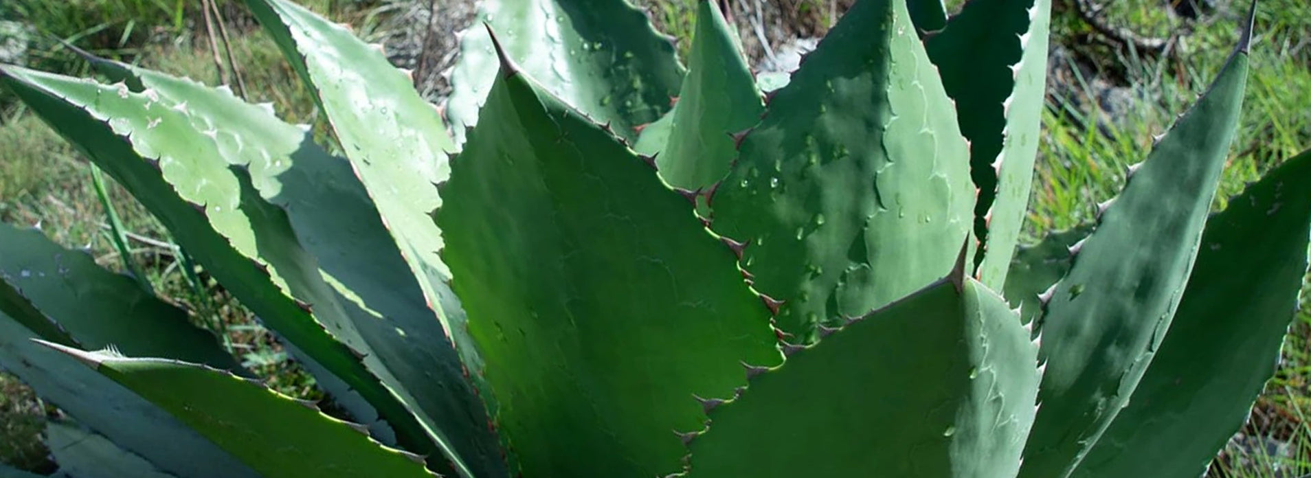 Exploring Agave Varieties And Their Flavour Profiles - Secret Bottle Shop